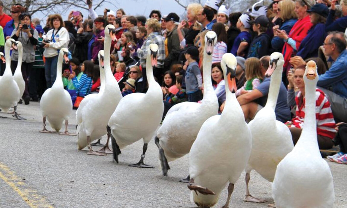 Фестиваль Meet the Swans of Stratford
